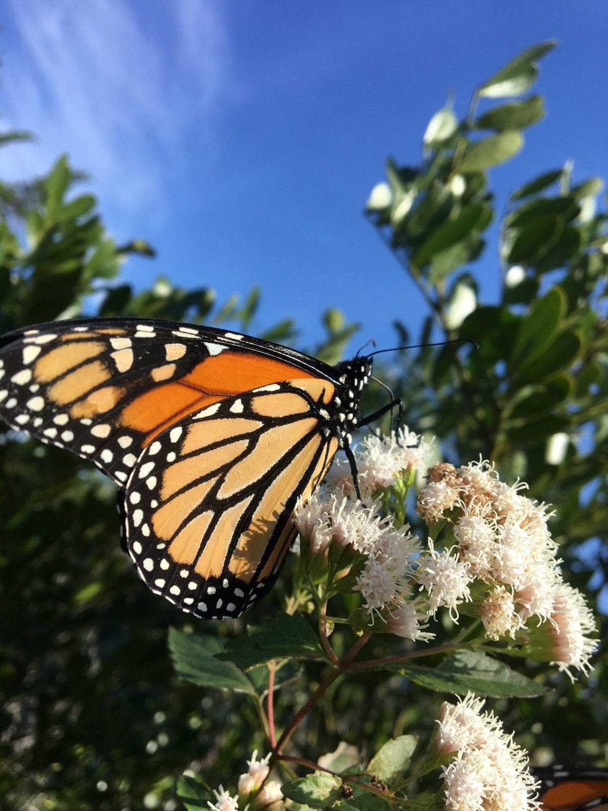 A Native Aboriginal Story of Transformation | Monarch Butterflies