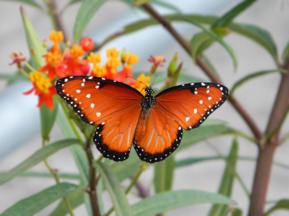 Poems | Monarch Butterflies