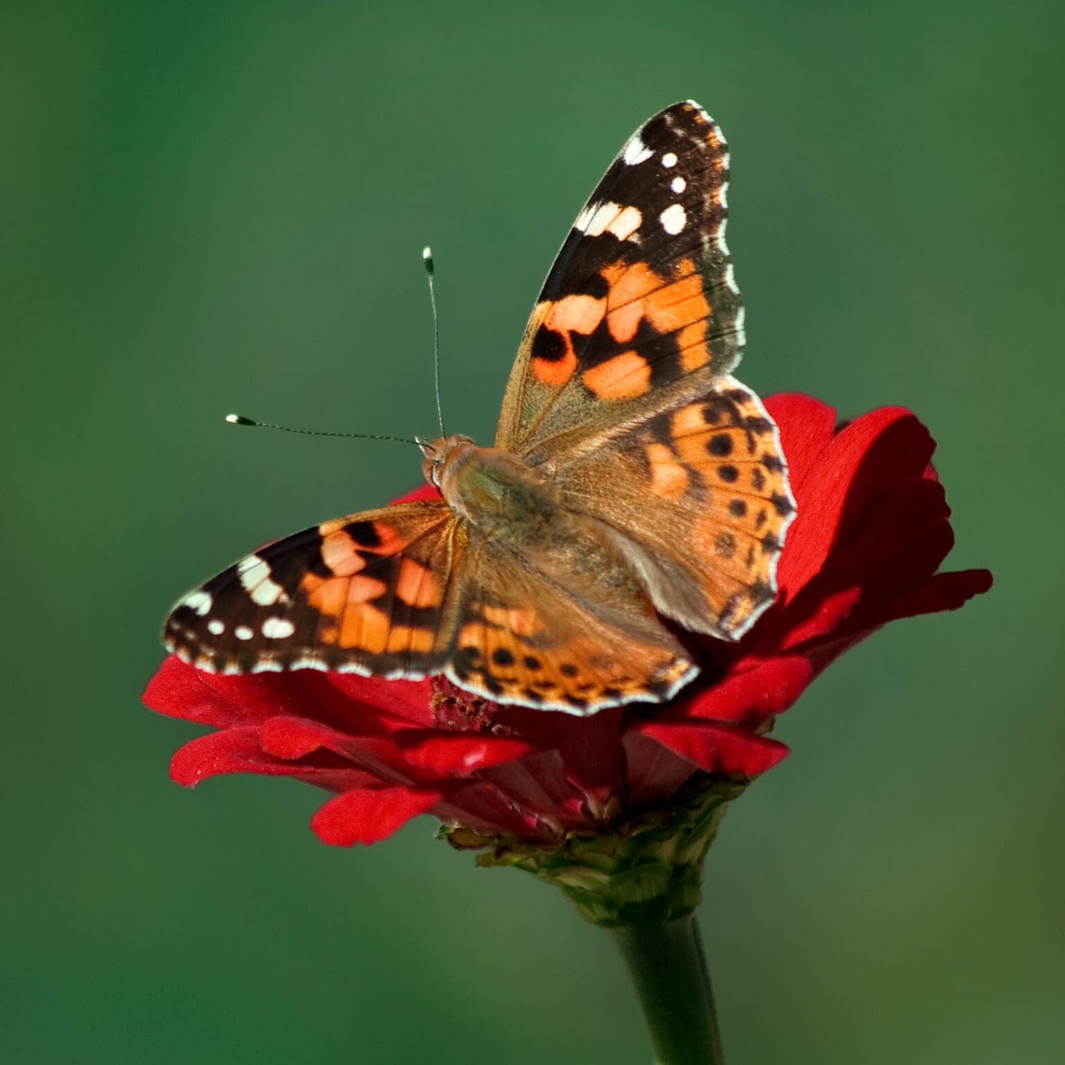 Caterpillar - Build A Painted Lady Butterfly Raising Kit | Monarch ...