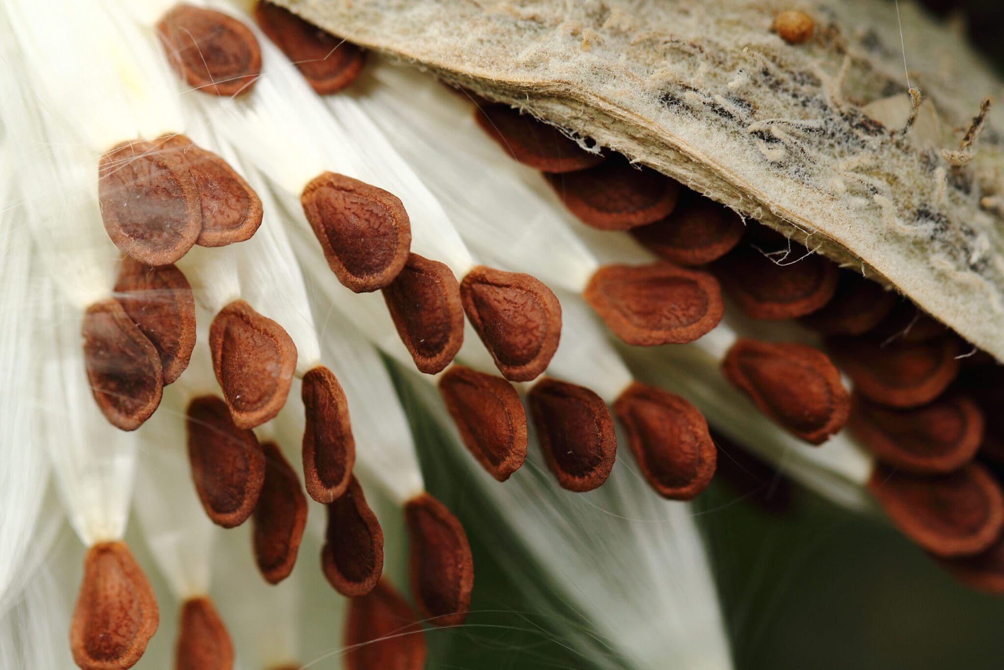 50 Milkweed Seeds | Monarch Butterflies