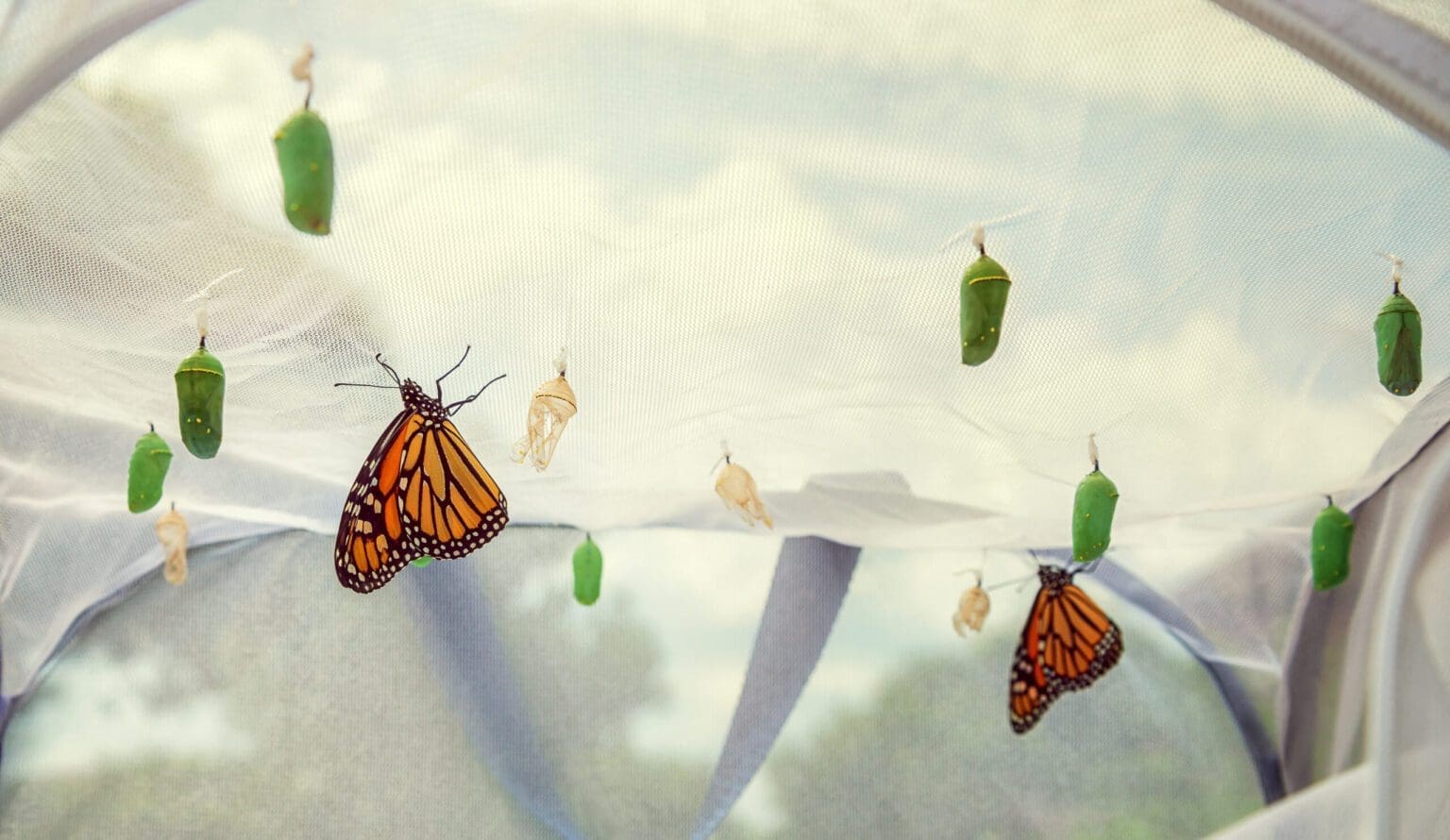 Poems | Monarch Butterflies