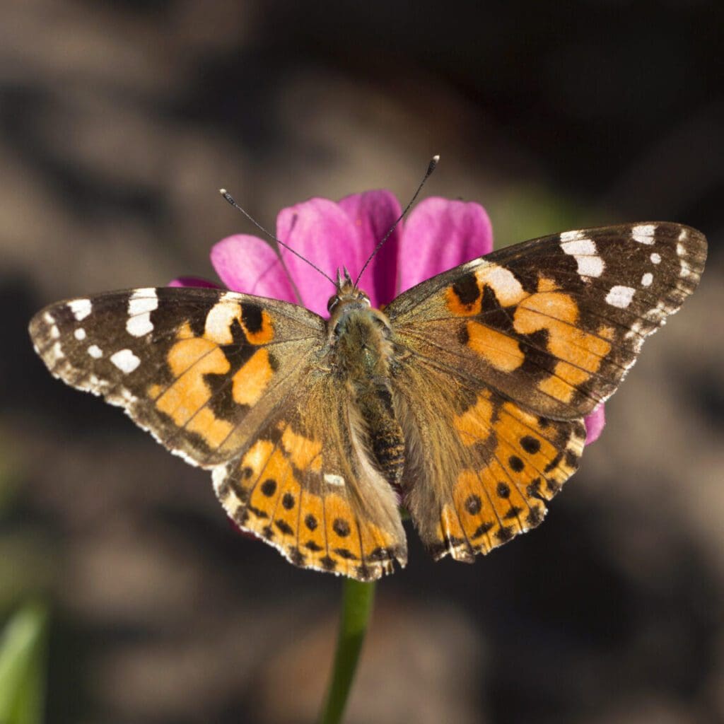 The Importance of Painted Lady Butterflies: A Fascinating Tale of ...