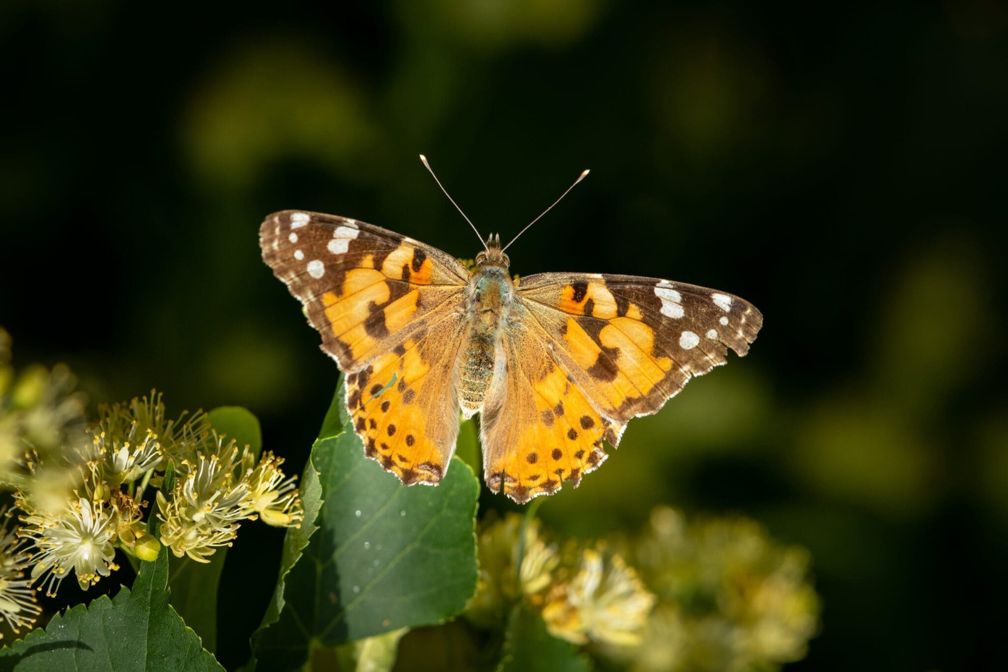 Caterpillar - Build A Painted Lady Butterfly Raising Kit | Monarch ...