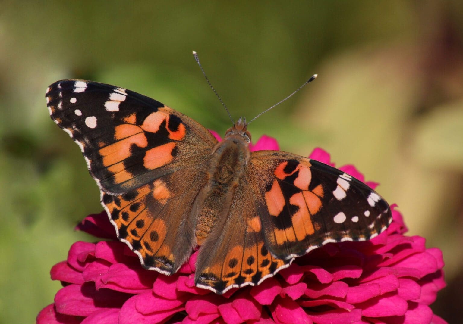 Shop for Butterfly Raising Kits and Live Butterflies in Canada