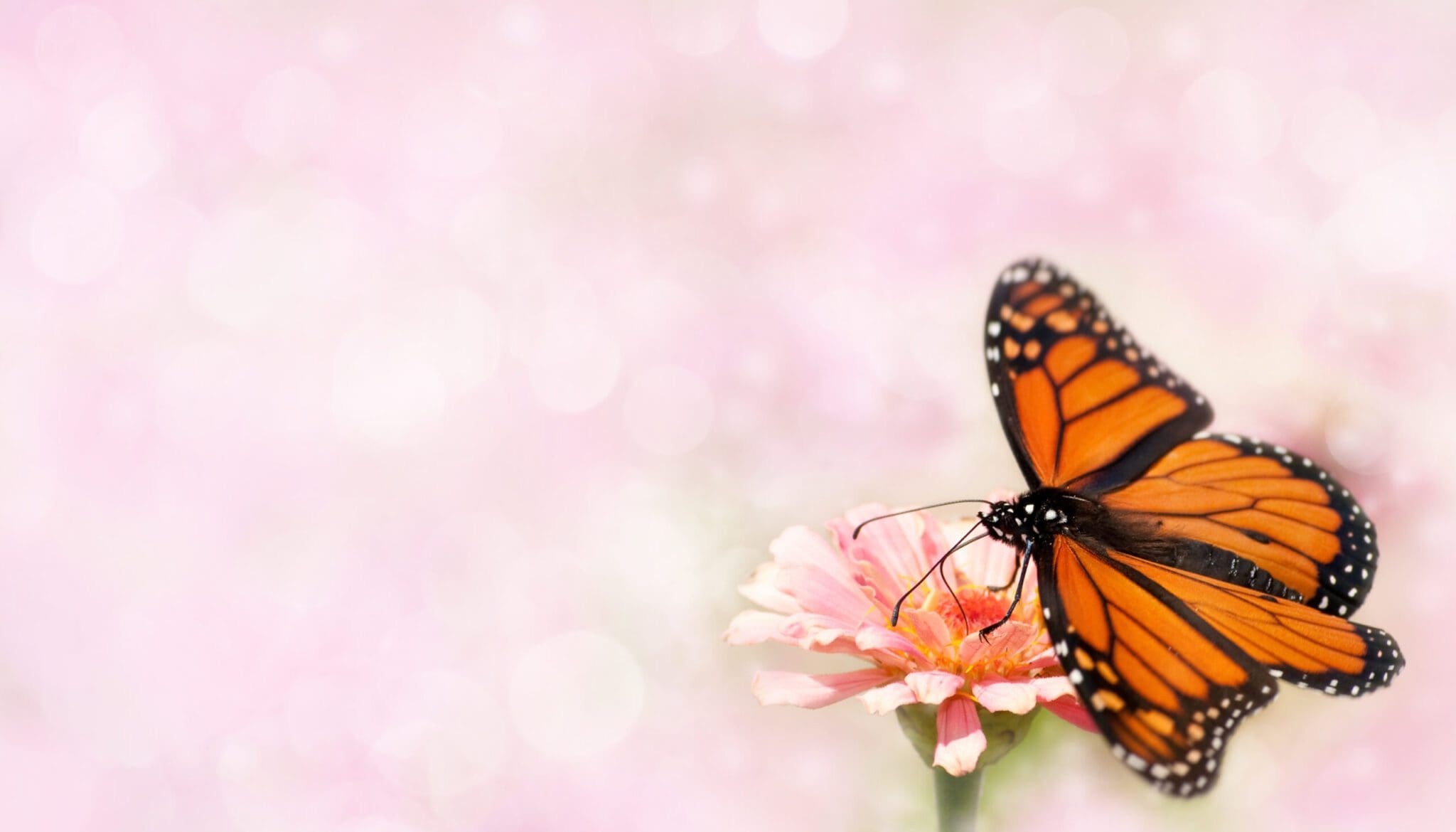 Poems | Monarch Butterflies