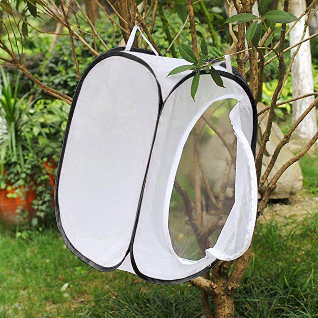 How do I clean the small and large net cage? | Monarch Butterflies