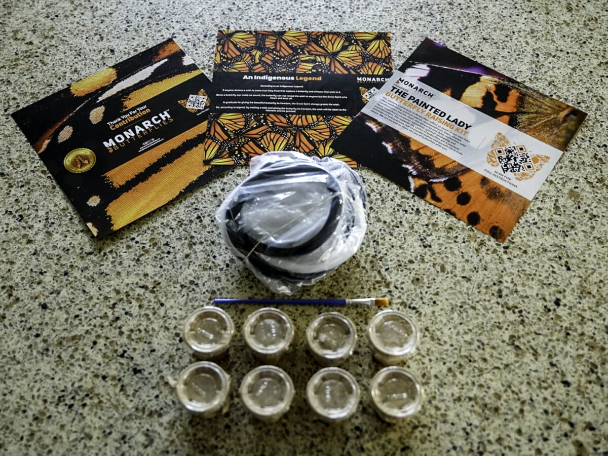 A Classroom Lesson Plan with the Painted Lady Butterfly Raising Kit ...