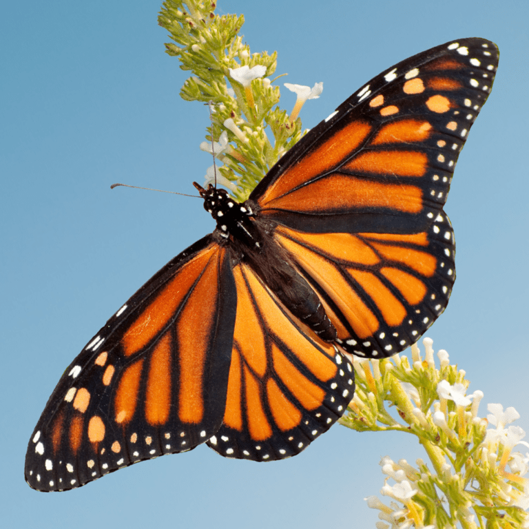 Shop Monarch Butterflies - Raising Kits, Live Butterflies, and Frames