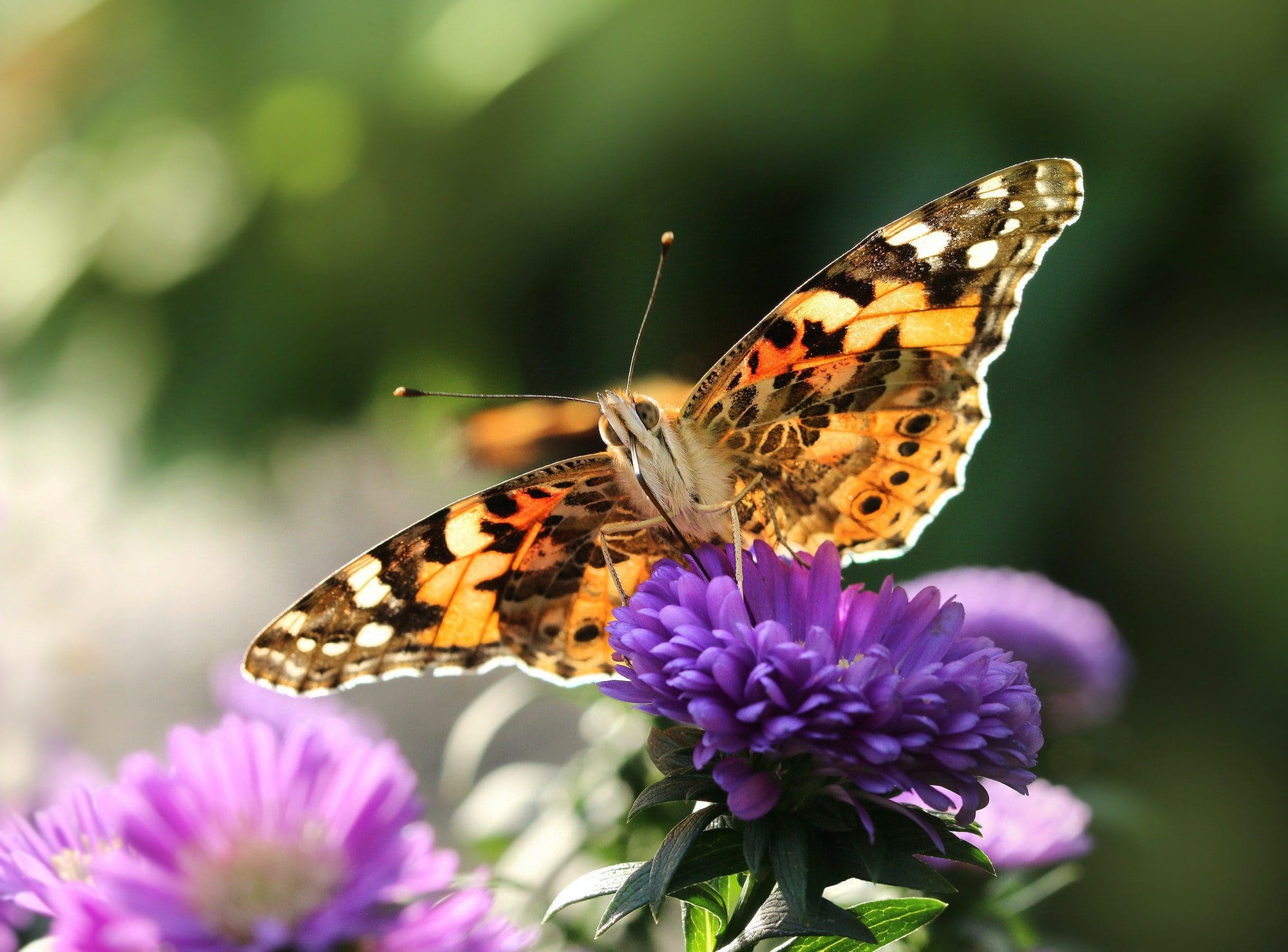 The Importance of Painted Lady Butterflies: A Fascinating Tale of ...