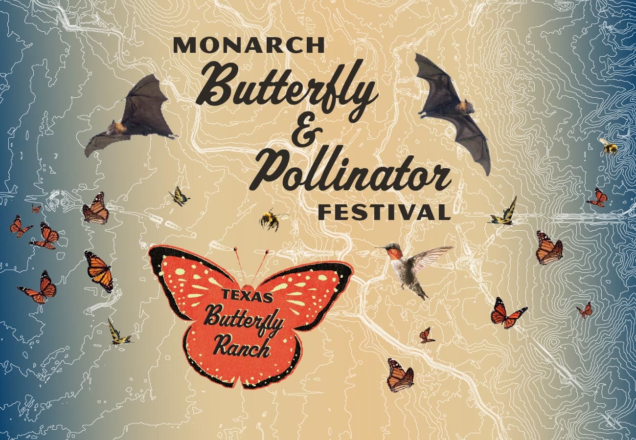 The Life Cycle of the Monarch Butterfly | Monarch Butterflies