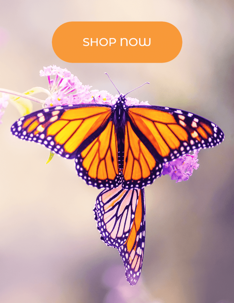 Shop Monarch Butterflies - Raising Kits, Live Butterflies, and Frames